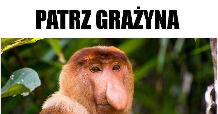 Patrz grażyna memy, gify i śmieszne obrazki facebook, tapety ...