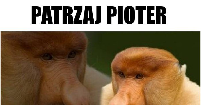 Patrzaj pioter memy, gify i śmieszne obrazki facebook, tapety ...