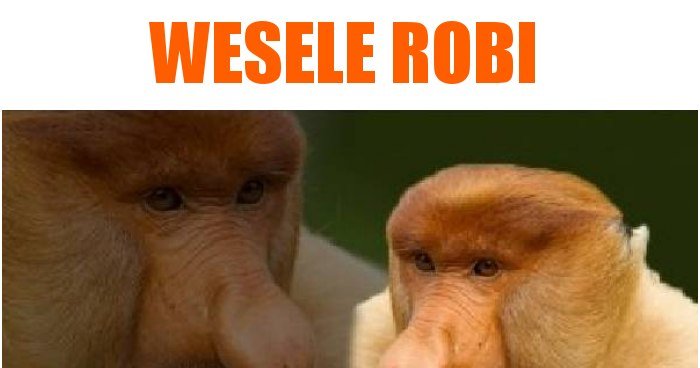 wesele robi memy, gify i śmieszne obrazki facebook, tapety ...