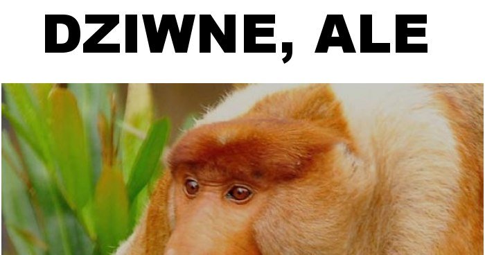 Dziwne, ale memy, gify i śmieszne obrazki facebook, tapety ...