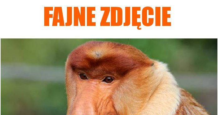 Fajne zdjęcie memy, gify i śmieszne obrazki facebook, tapety ...