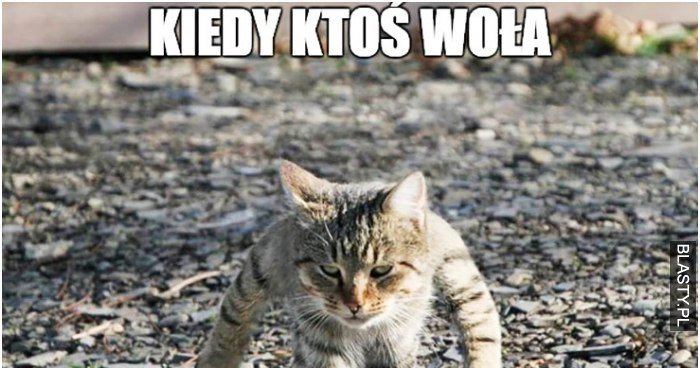 Kitku memy, gify i śmieszne obrazki facebook, tapety, demotywatory zdjęcia