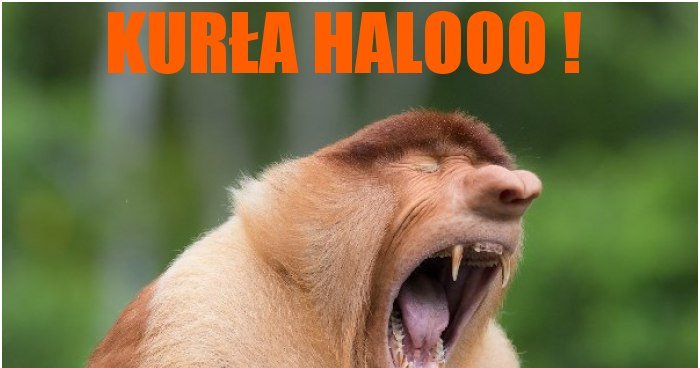 KURŁA HALOOO ! memy, gify i śmieszne obrazki facebook, tapety ...
