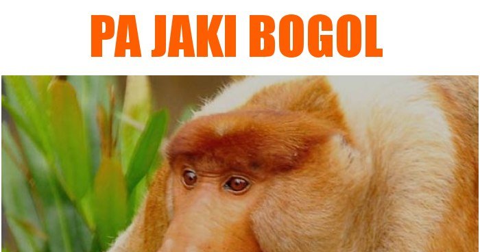 Pa jaki bogol memy, gify i śmieszne obrazki facebook, tapety ...