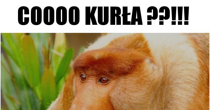 coooo kurła ??!!! memy, gify i śmieszne obrazki facebook, tapety ...