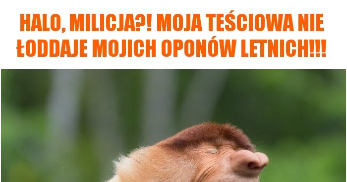Halo, milicja?! Moja teściowa nie łoddaje mojich oponów letnich!!! memy ...