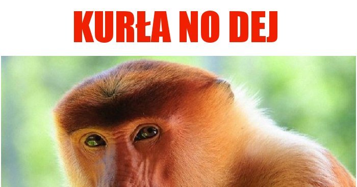 KURŁA NO DEJ memy, gify i śmieszne obrazki facebook, tapety ...