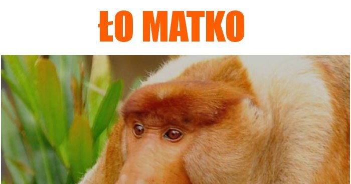 Ło matko memy, gify i śmieszne obrazki facebook, tapety, demotywatory ...