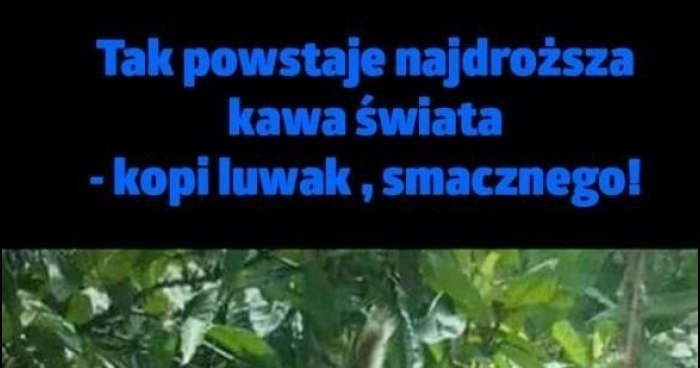 Najdroższa kawa świata memy, gify i śmieszne obrazki facebook, tapety ...