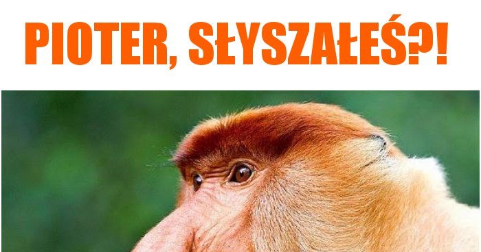 Pioter, słyszałeś?! memy, gify i śmieszne obrazki facebook, tapety ...