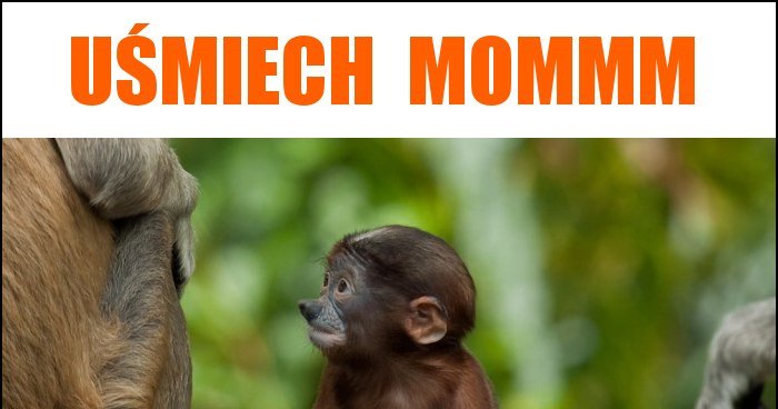 Uśmiech Mommm memy, gify i śmieszne obrazki facebook, tapety ...