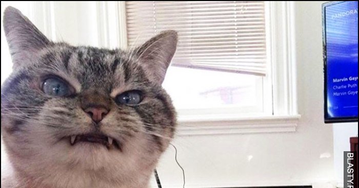 Wkurzony kot memy, gify i śmieszne obrazki facebook, tapety ...