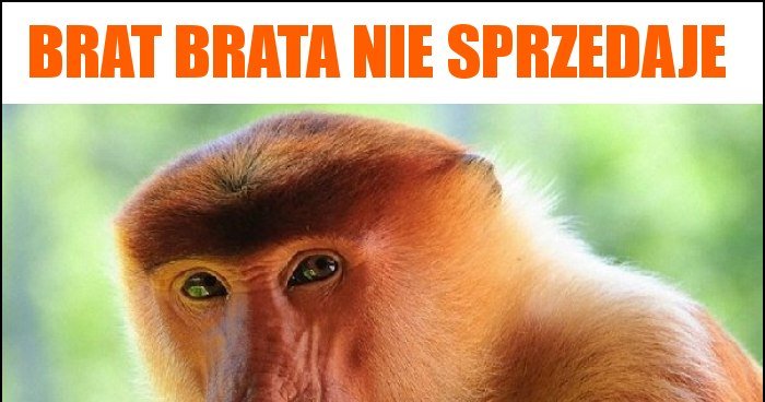 BRAT BRATA NIE SPRZEDAJE memy, gify i śmieszne obrazki facebook, tapety ... BRAT BRATA NIE SPRZEDAJE memy, gify i śmieszne obrazki facebook, tapety ...