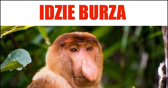 Idzie burza memy, gify i śmieszne obrazki facebook, tapety ...