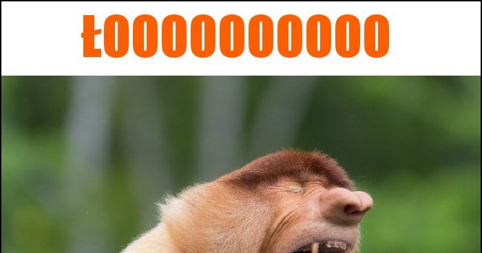 łoooooooooo memy, gify i śmieszne obrazki facebook, tapety ...