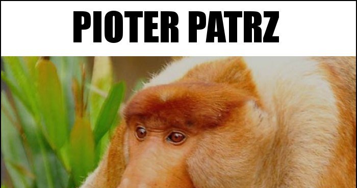 Pioter patrz memy, gify i śmieszne obrazki facebook, tapety ...