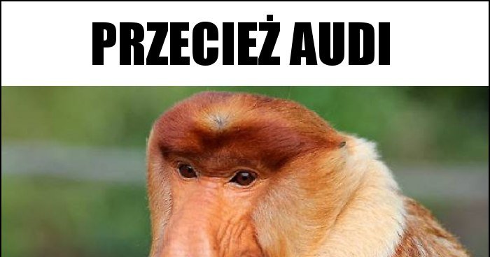 Przecież Audi memy, gify i śmieszne obrazki facebook, tapety ...