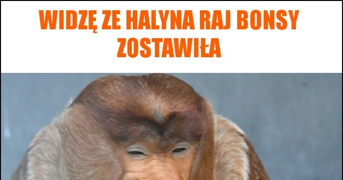 widzę ze halyna raj bonsy zostawiła memy, gify i śmieszne obrazki ...