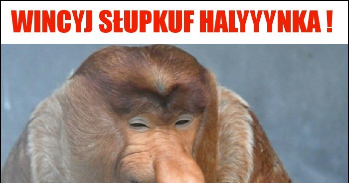 WINCYJ SŁUPKUF HALYYYNKA ! memy, gify i śmieszne obrazki facebook ...