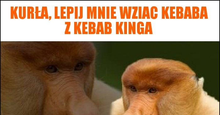 KURŁA, LEPIJ MNIE WZIAC KEBABA Z KEBAB KINGA memy, gify i śmieszne ...