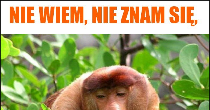 Nie wiem, nie znam się, memy, gify i śmieszne obrazki facebook, tapety ...