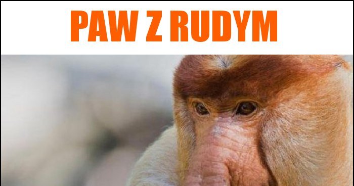 Paw z rudym memy, gify i śmieszne obrazki facebook, tapety ...