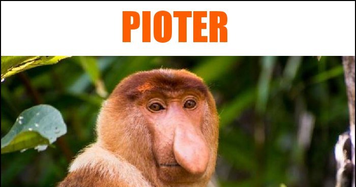 Pioter memy, gify i śmieszne obrazki facebook, tapety, demotywatory zdjęcia