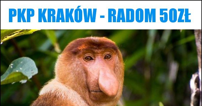 PKP Kraków - Radom 50zł memy, gify i śmieszne obrazki facebook, tapety ...