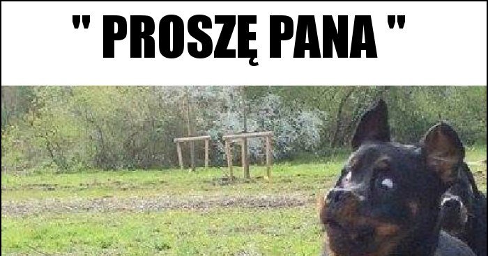 '' Proszę pana '' memy, gify i śmieszne obrazki facebook, tapety ...