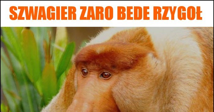 Szwagier zaro bede rzygoł memy, gify i śmieszne obrazki facebook ...