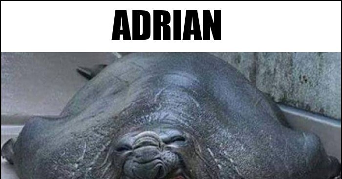Adrian memy, gify i śmieszne obrazki facebook, tapety, demotywatory zdjęcia