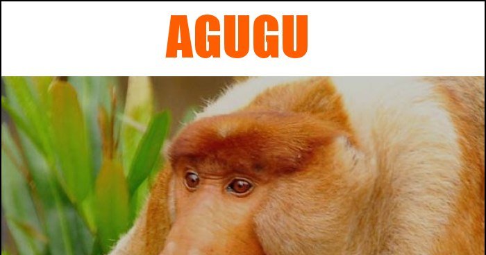 Agugu memy, gify i śmieszne obrazki facebook, tapety, demotywatory zdjęcia