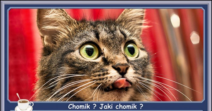 Chomik. memy, gify i śmieszne obrazki facebook, tapety, demotywatory ...