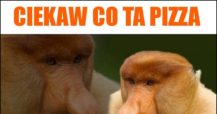 Ciekaw co ta pizza memy, gify i śmieszne obrazki facebook, tapety ...