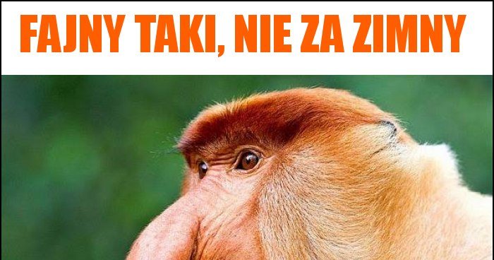 Fajny taki, nie za zimny memy, gify i śmieszne obrazki facebook, tapety ...