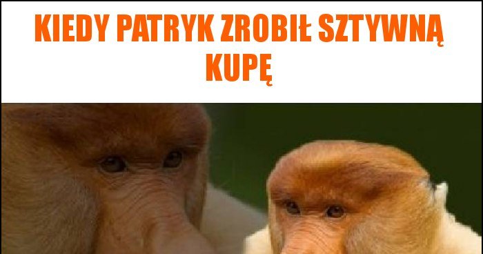 Kiedy Patryk zrobił sztywną kupę memy, gify i śmieszne obrazki facebook ...