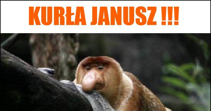 KURŁA JANUSZ !!! memy, gify i śmieszne obrazki facebook, tapety ...