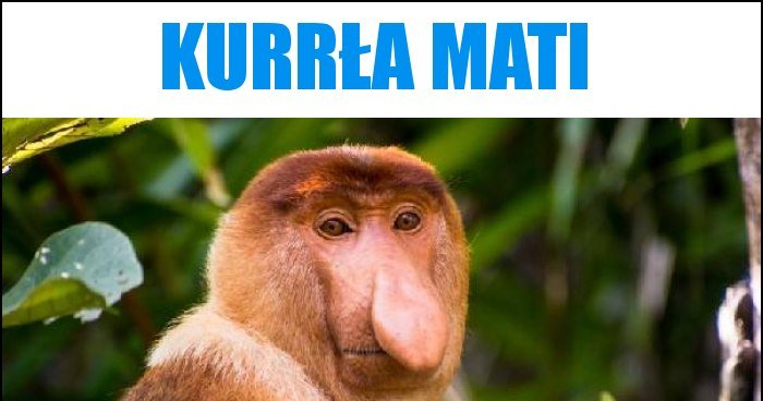 Kurrła Mati memy, gify i śmieszne obrazki facebook, tapety ...
