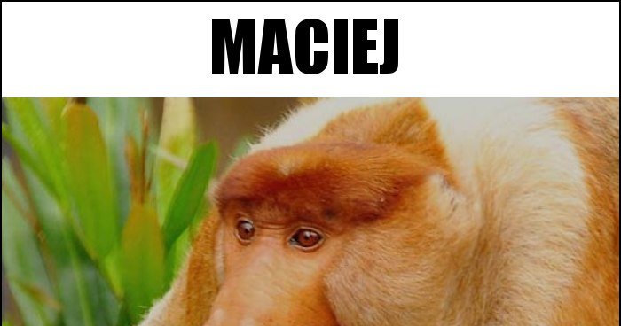Maciej memy, gify i śmieszne obrazki facebook, tapety, demotywatory zdjęcia