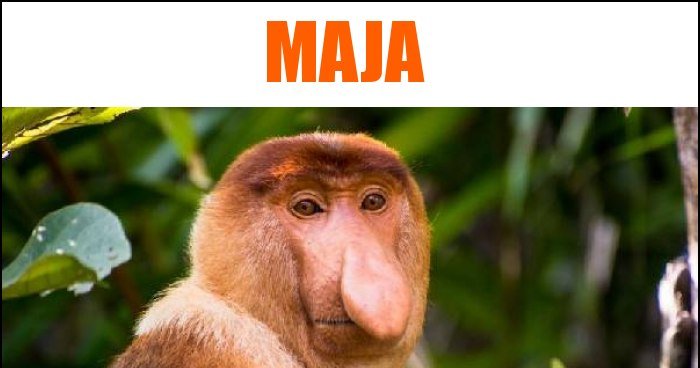 Maja memy, gify i śmieszne obrazki facebook, tapety, demotywatory zdjęcia