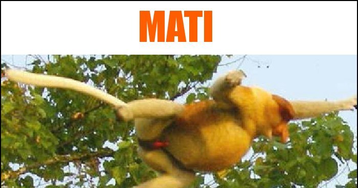 MATI memy, gify i śmieszne obrazki facebook, tapety, demotywatory zdjęcia