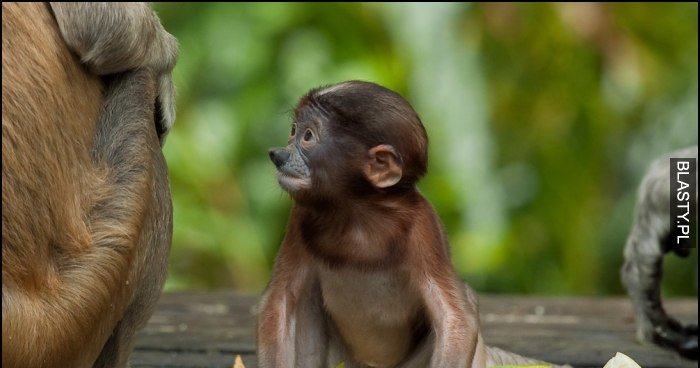 Nosacz Mati memy, gify i śmieszne obrazki facebook, tapety ...