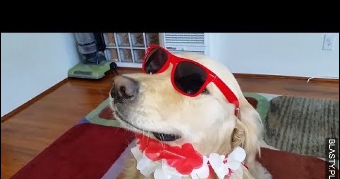 Smieszne Wpadki Z Psami memy, gify i śmieszne obrazki facebook, tapety ...