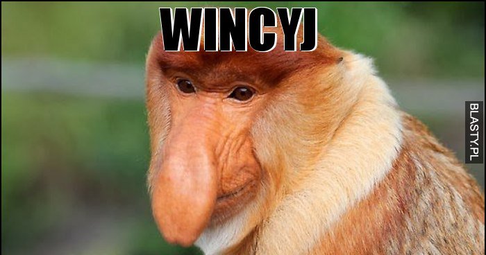 wincyj memy, gify i śmieszne obrazki facebook, tapety, demotywatory zdjęcia