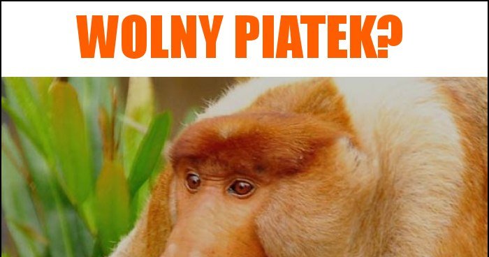 Wolny piatek? memy, gify i śmieszne obrazki facebook, tapety ...