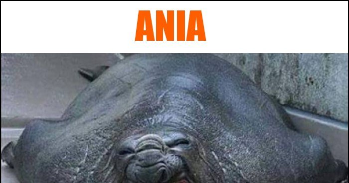 ANIA memy, gify i śmieszne obrazki facebook, tapety, demotywatory zdjęcia