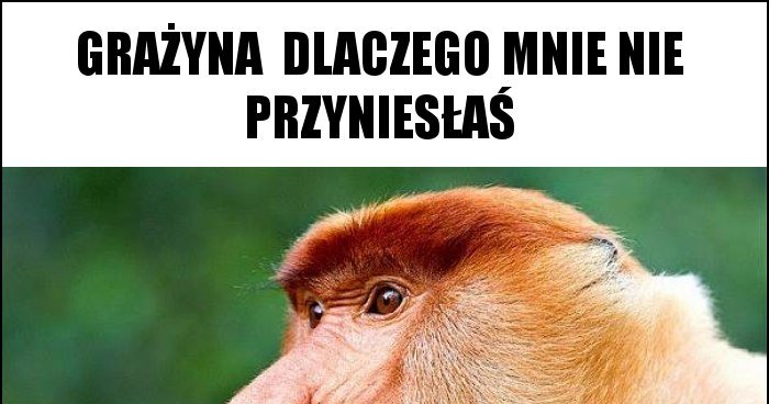 Grażyna dlaczego mnie nie przyniesłaś memy, gify i śmieszne obrazki ...