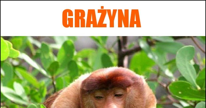 GRAŻYNA memy, gify i śmieszne obrazki facebook, tapety, demotywatory ...