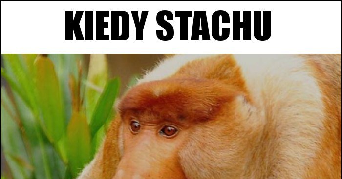 Kiedy stachu memy, gify i śmieszne obrazki facebook, tapety ...