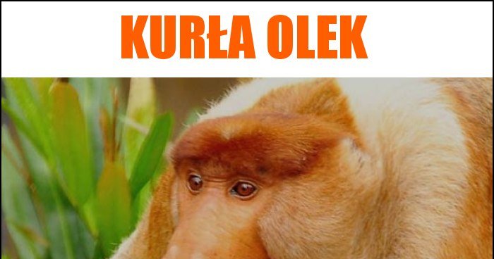 Kurła olek memy, gify i śmieszne obrazki facebook, tapety, demotywatory ...